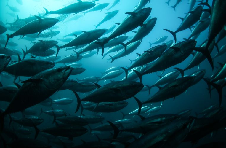 Hoe haringen met elkaar communiceren via flatulentie | De Morgen