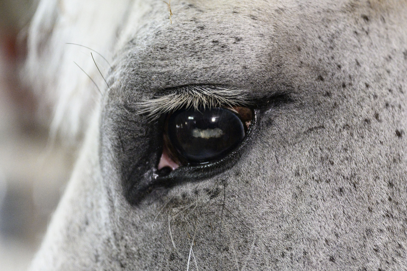Verminkt paard Laren stierf natuurlijke dood: ‘Kadaver prooi voor ...