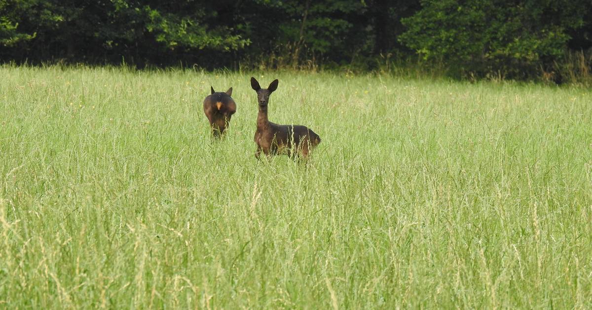 Duffelaar brengt zeldzame zwarte reeën in beeld: “Twee uur gewacht voor ...