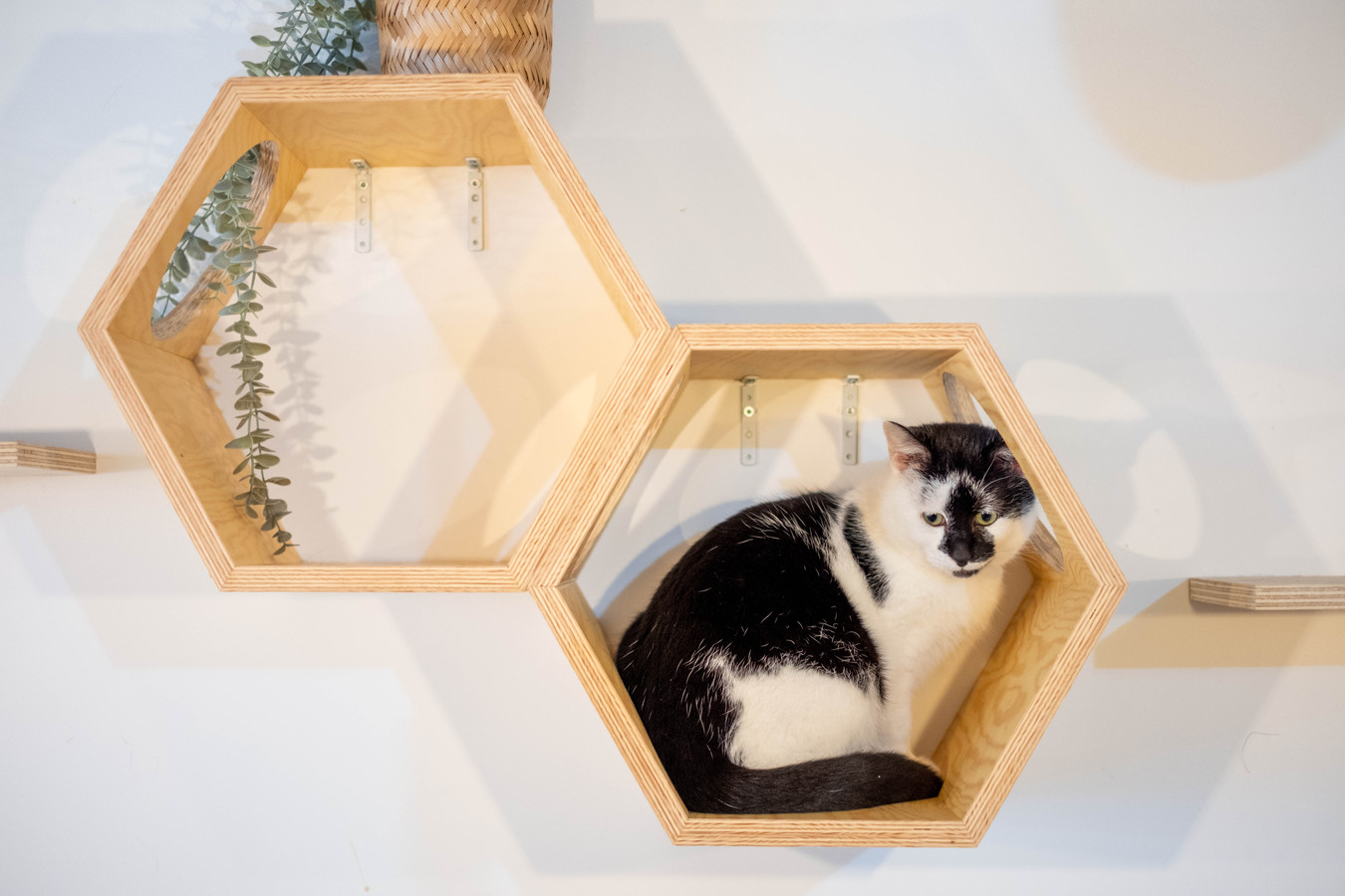 Cats & Cups viert volgende week eerste verjaardag: “Gaven al veel meer ...