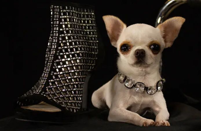 Amper groter dan een theekopje: Pearl de chihuahua is ‘s werelds ...