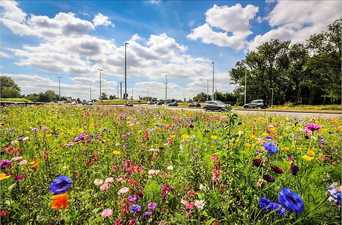 Nationale zaaidag: help de bijen met je bloemenweide | Lanaken | hln.be