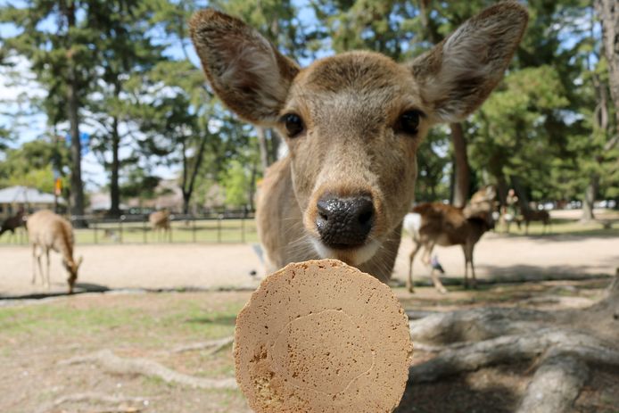 Herten in Japans park sterven na het eten van plastic tasjes en ...