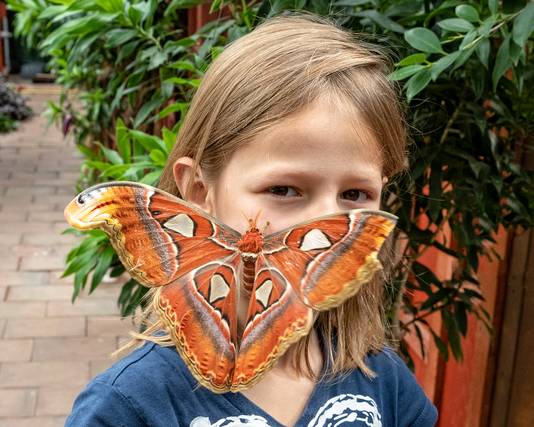 Grootste vlinder ter wereld fladdert rond in Leidschendam | Den Haag ...