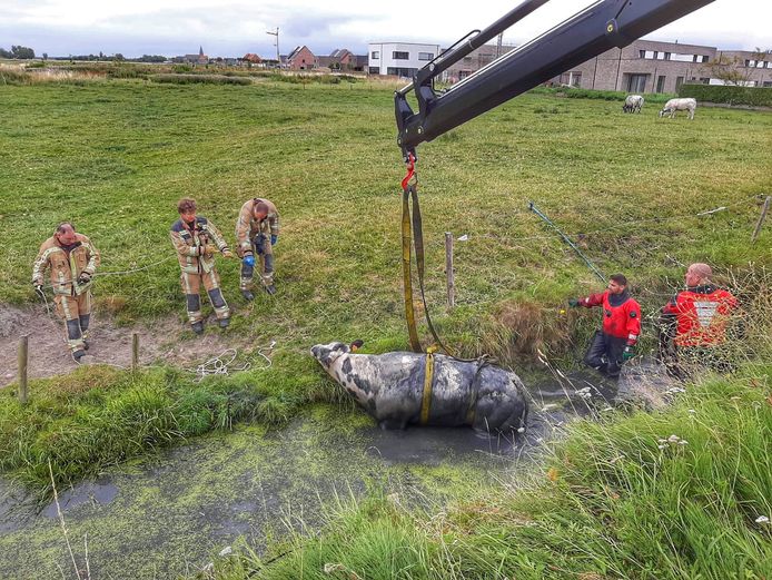 Eind goed, al goed: brandweer redt koe uit gracht met hulp van takeldienst | Middelkerke | hln.be