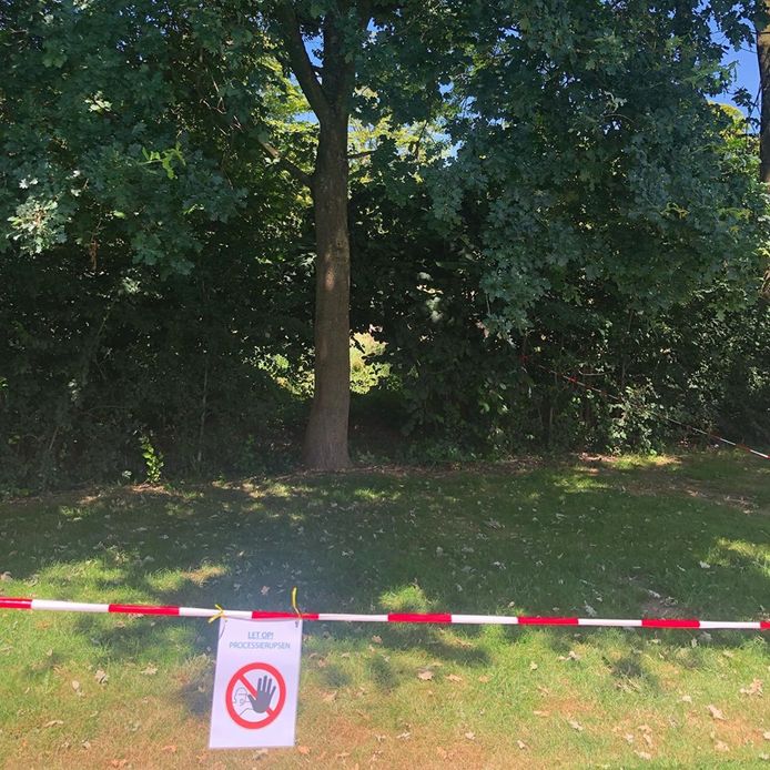 Caribabad zet boom met processierups af: ‘Bestrijder komt eraan ...