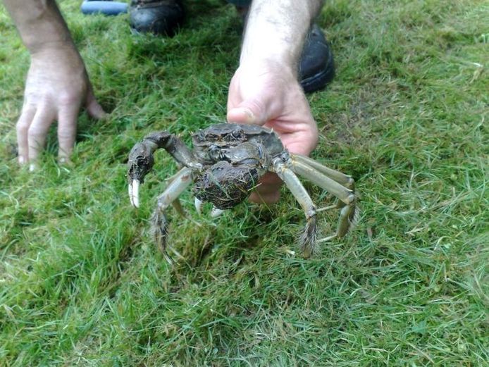 Flinke krab zorgt voor onrust op schoolplein | Eindhoven | ed.nl