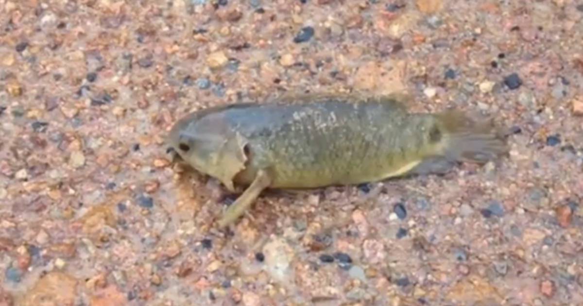 Gevaarlijke 'wandelende' vis rukt op naar Australië | Buitenland | AD.nl