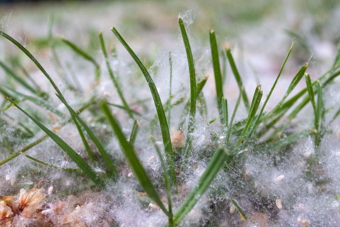 Hele veldjes zijn ‘ondergesneeuwd’. Wat is dat toch, dat dwarrelende ...