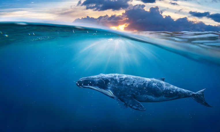 Hartverscheurend: deze eenzame walvis kan zijn soortgenoten niet bereiken