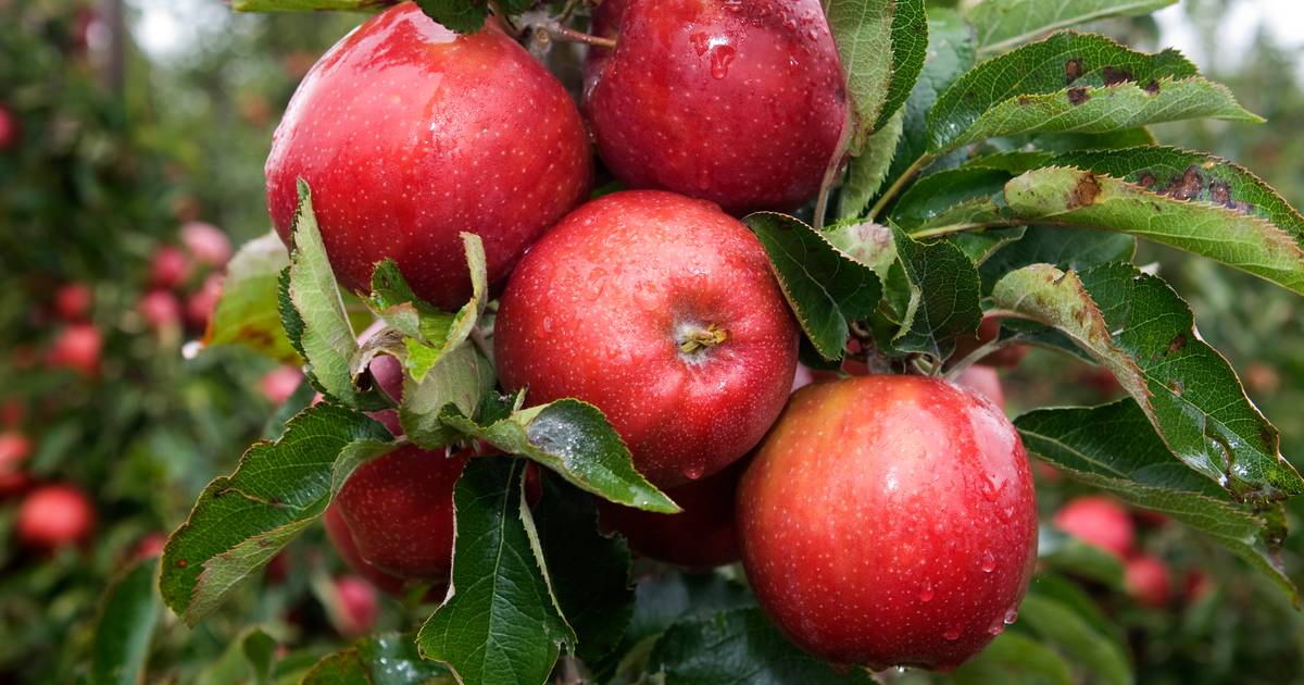 Binnenkort zelf fruit en noten plukken in een nieuwe boomgaard in ...