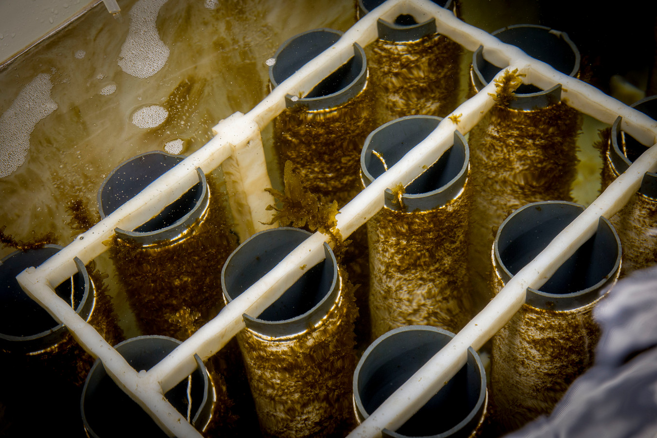 Kweekzeewier is goed voor de aarde, maar eten: ho maar | Foto ...