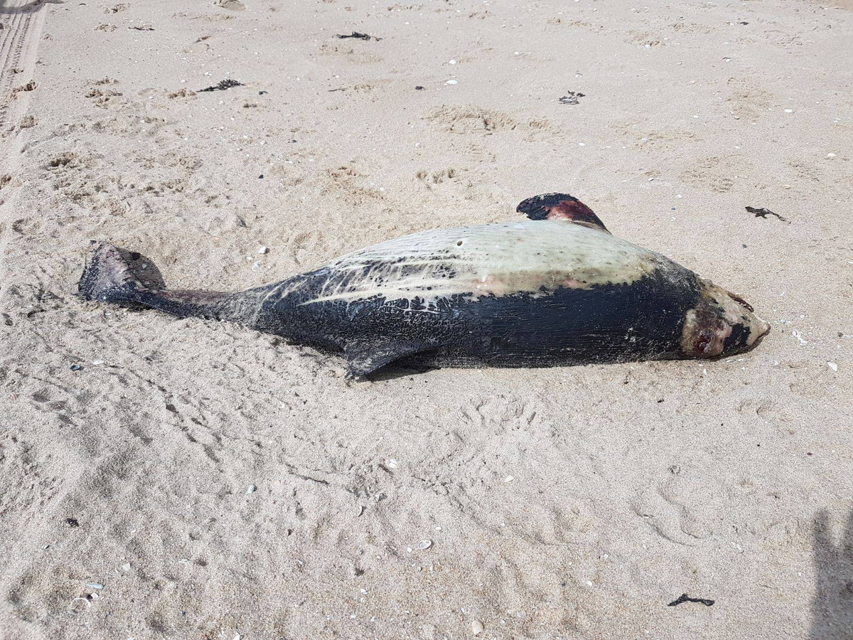 Vijf dode bruinvissen spoelen aan op strand | Foto | AD.nl