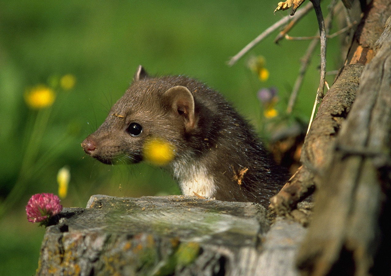 Slopende steenmarter in je huis of je auto? Dit zijn jullie tips om de ...