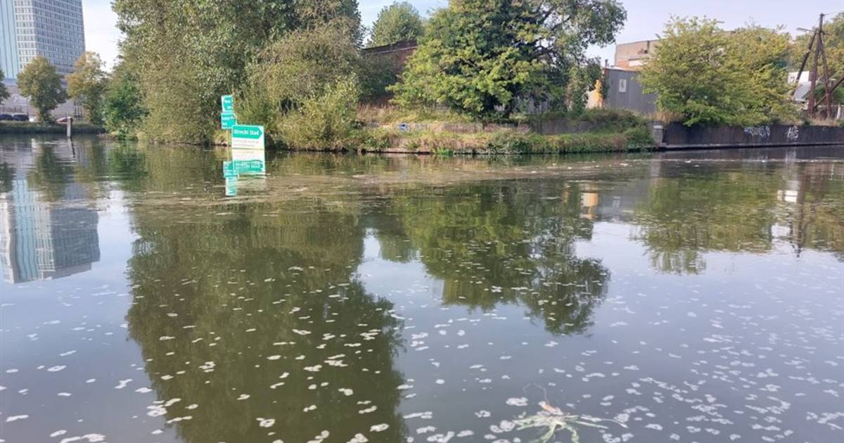 Merwedekanaal vervuild met olie en schuim: ‘Vermijd contact met water ...