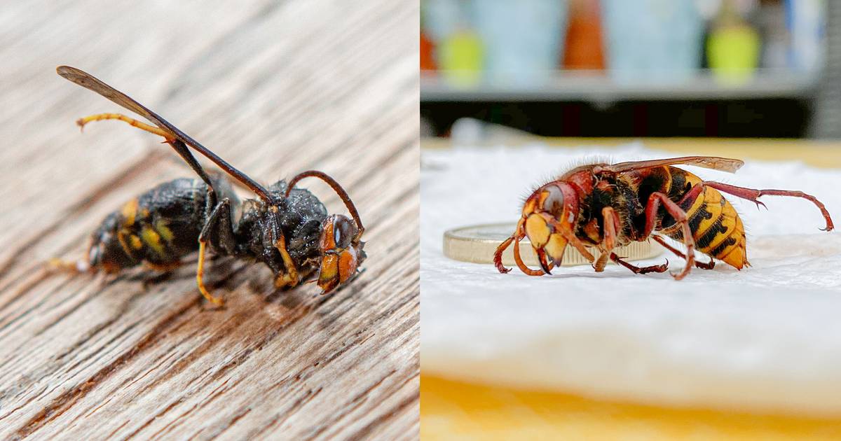 Gevaarlijke Zuidoost Chinese Aziatische wesp rukt op in en rond ...