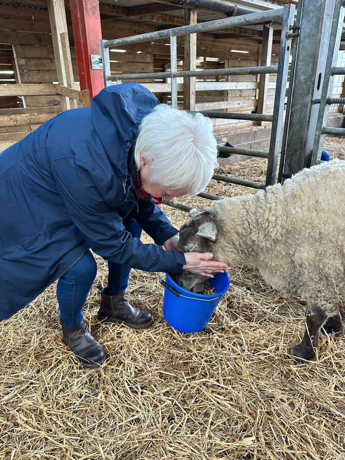 Eenzaamste schaap van Groot-Brittannië is een beetje vergeten hoe ze ...
