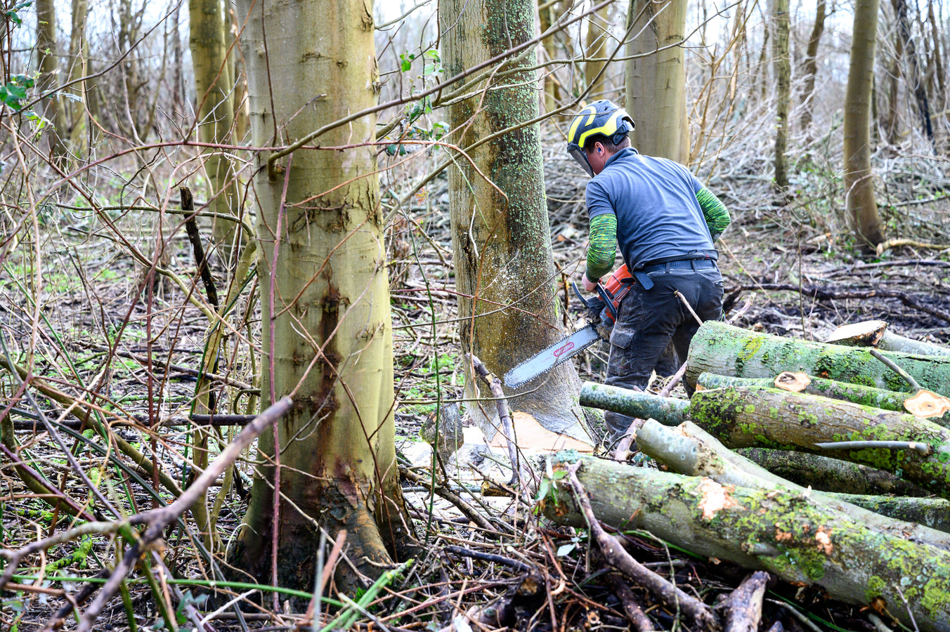 Zeeland krijgt er 32 hectare bos bij; Nieuwe aanplant is onderdeel van ...