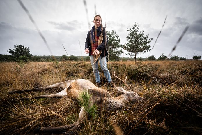 Wild eten in november? Laat de kadavers liggen, waarschuwt ...