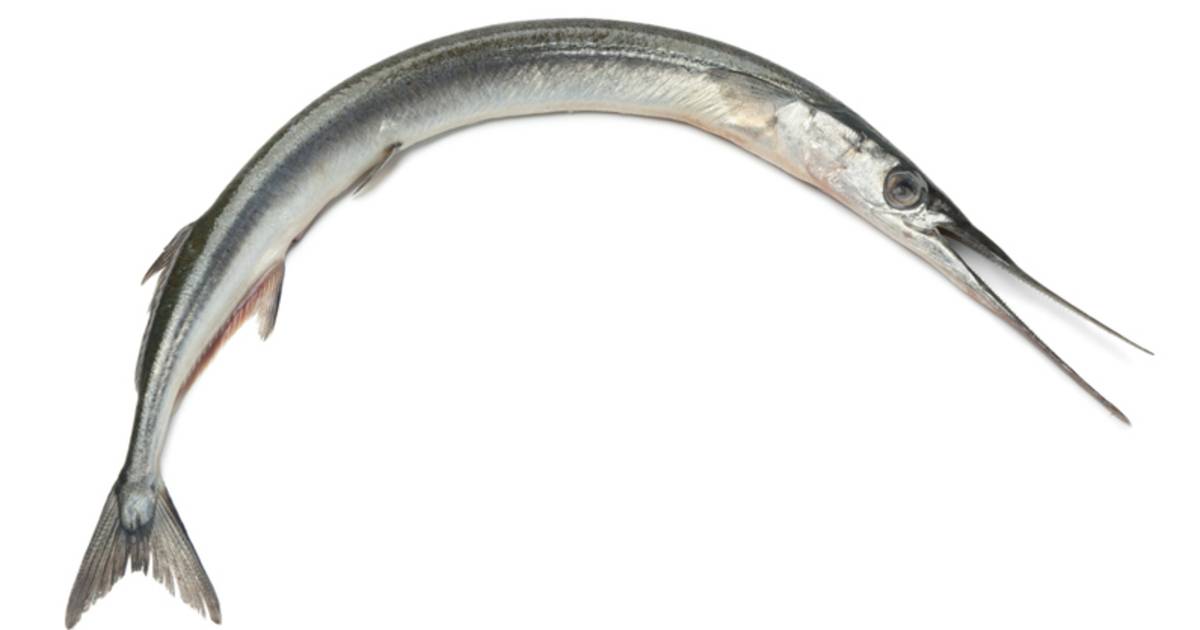 Springende vis doorboort trommelvlies van zwemster | Default | hln.be