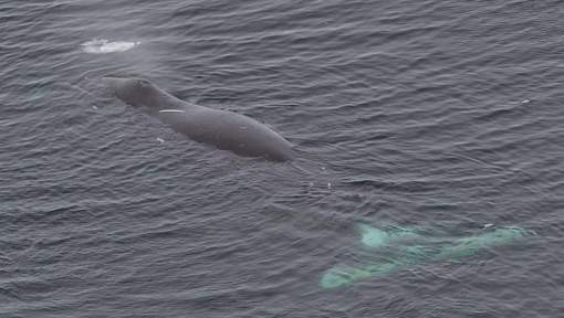 Groenlandse walvis gespot bij Vlissingen | Foto | AD.nl
