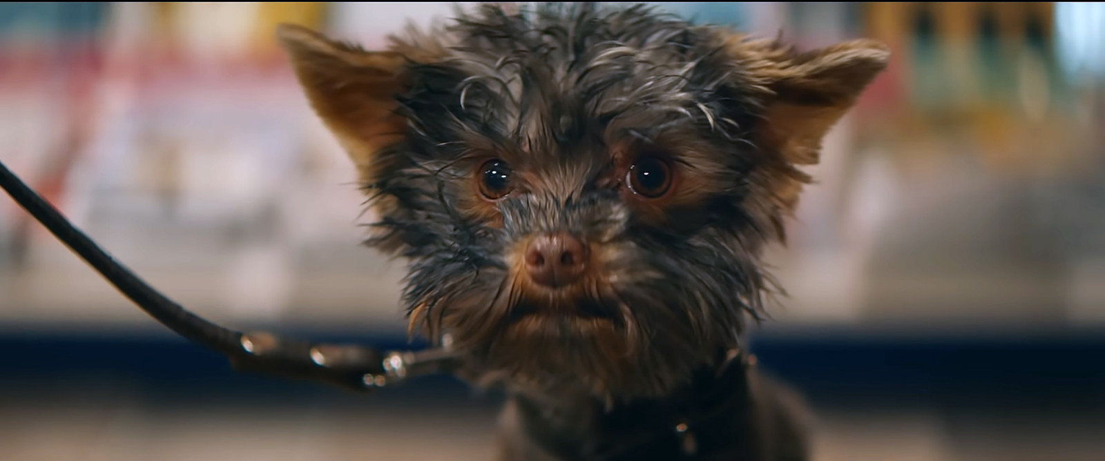 Jackpot voor de Staat: 123 miljoen euro winst op gokken, maar ...