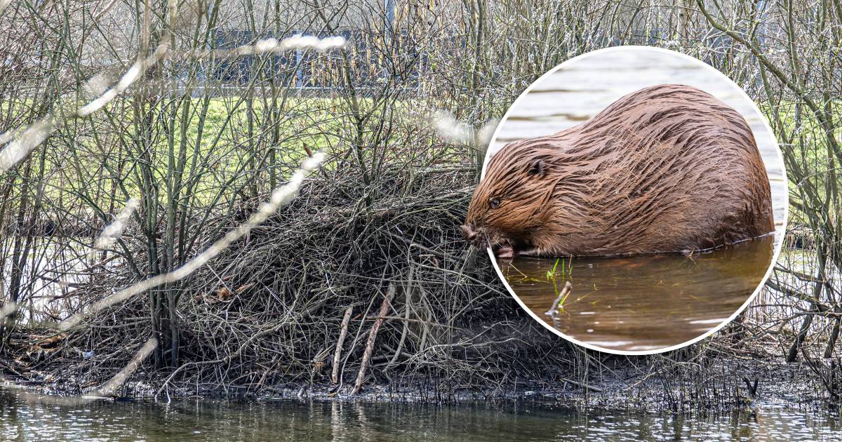 Een bever zwemt ’s nachts door de grachten van de stad, hoe bijzonder ...