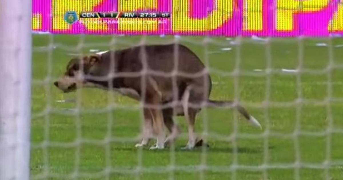 Poepende honden en bijtende marters: zeven video's van dieren op een ...