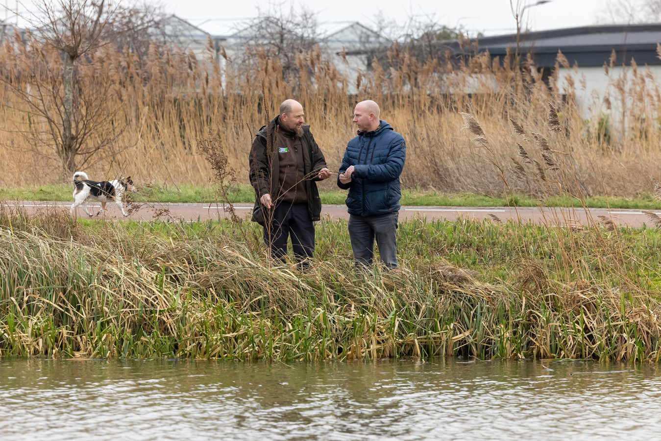 Westland richt pijlen op natuurvriendelijke oevers: ‘Heel goed voor de ...