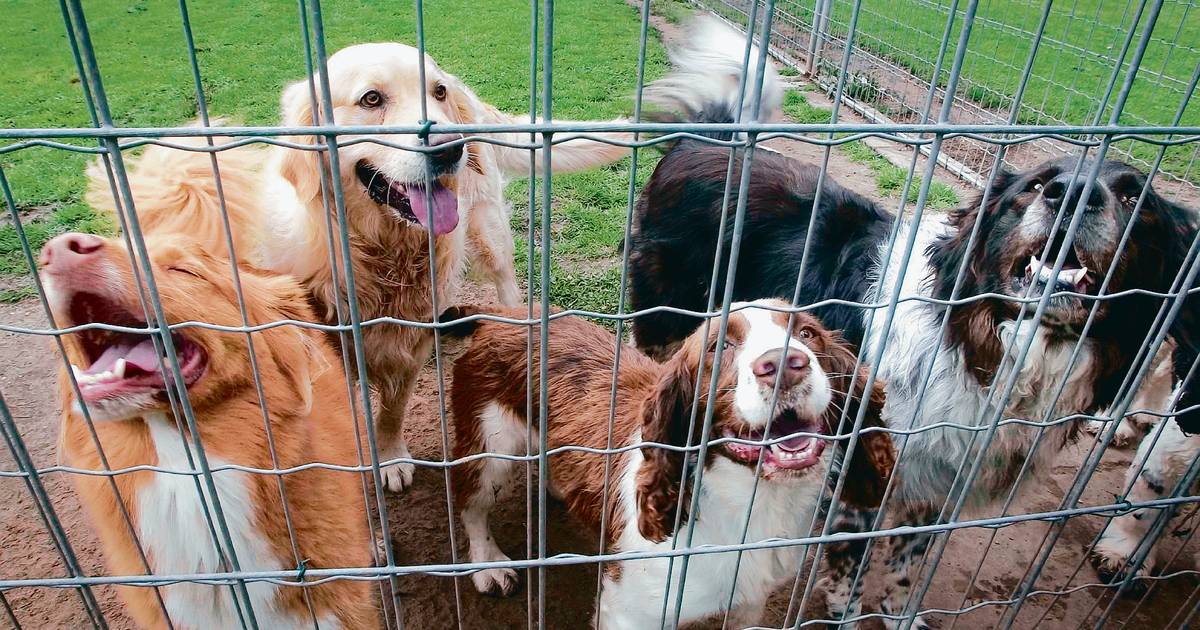 Dierenasiel Harderwijk kan nog stiller als gemeente financieel ...