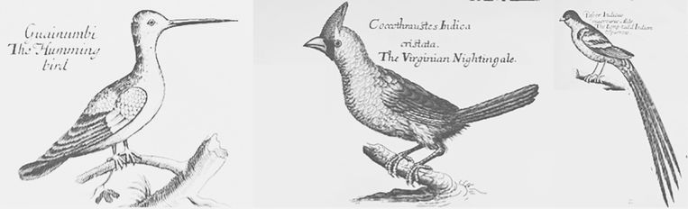 Ornitholoog Tim Birkhead: ‘Tot in de 19de eeuw kregen mensen vermalen ...