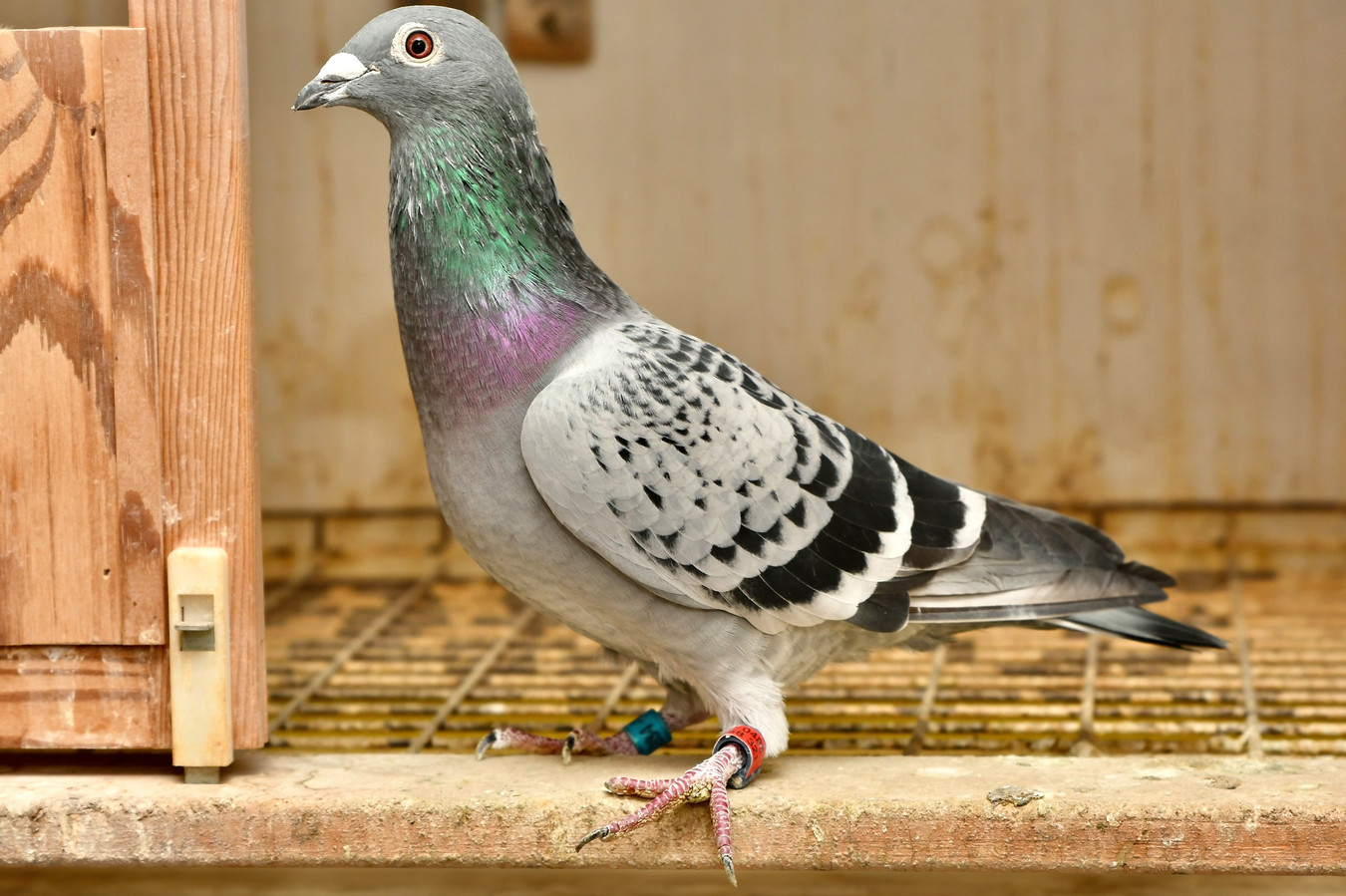 Kurt Platteeuw geeft prijsduiven cadeau aan beginnende duivenmelkers ...