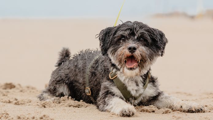 Recordpoging meeste honden op één foto in Kijkduin | Den Haag | AD.nl