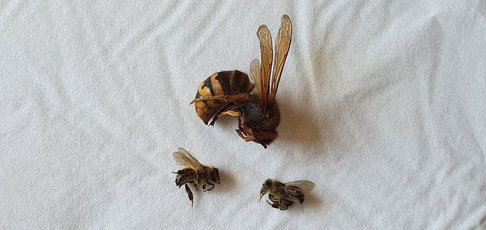 Aziatische of Europese hoornaar, wesp of iets anders: enkele foto's op ...