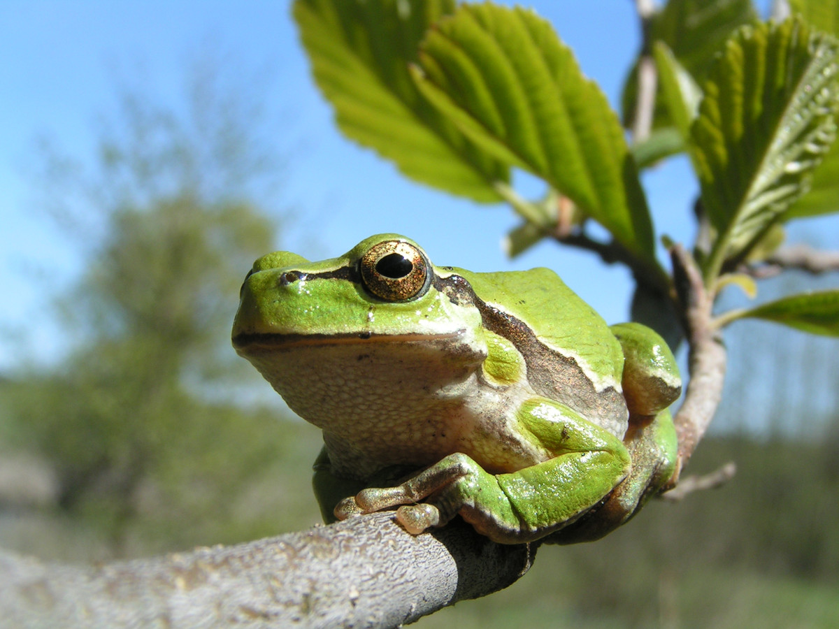 Weer stukje nieuwe natuur voor boomkikker | Foto | AD.nl