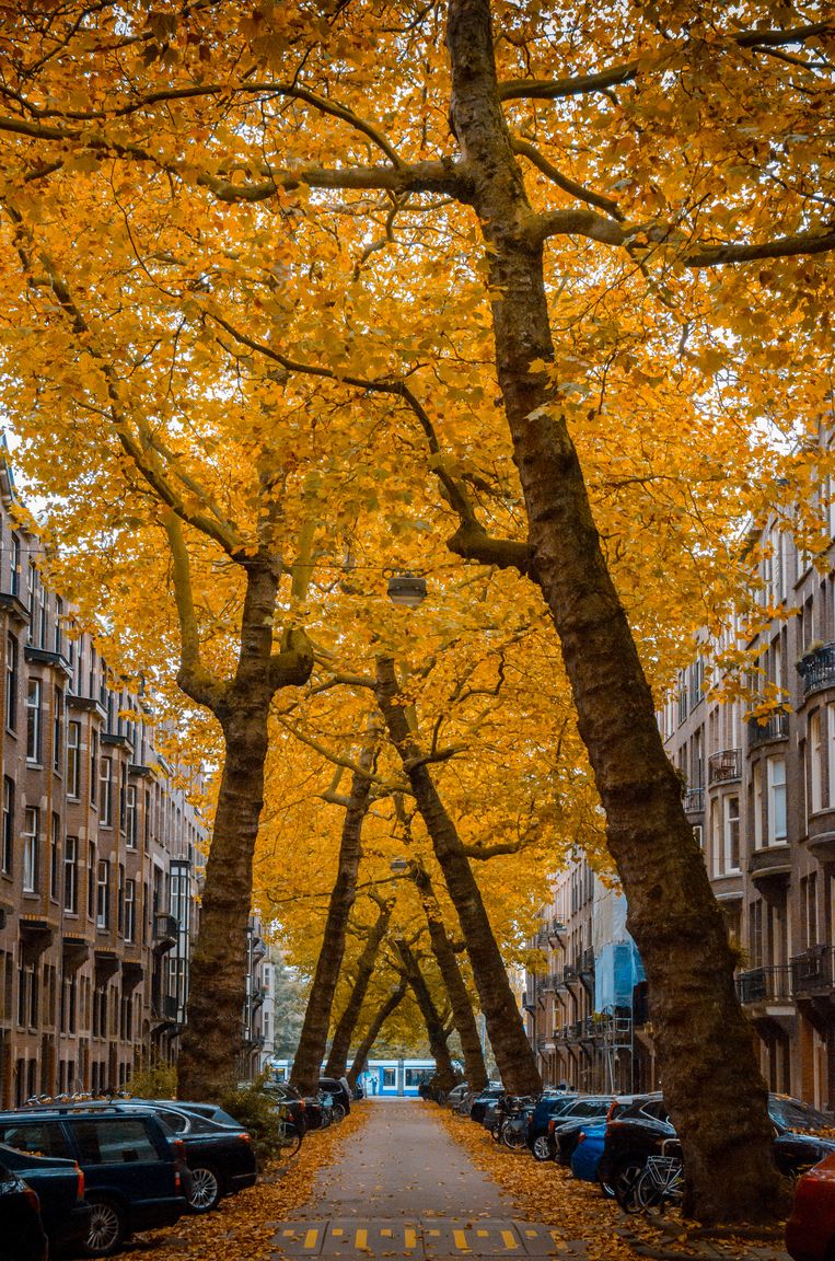 Hier zie je de Amsterdamse herfst op z’n mooist | Het Parool