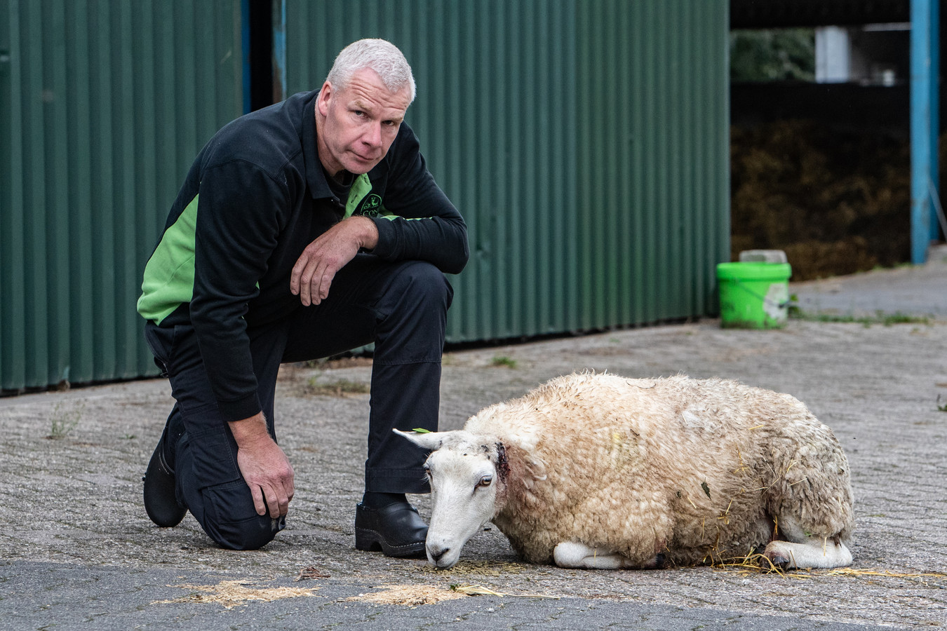 Wolf op beeld, vlak bij nieuwe slachtpartij Sallandse schapen: ‘Wat ...
