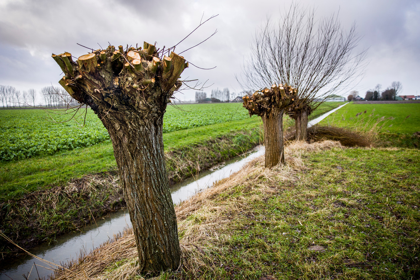 Natuurorganisaties werken aan ‘terugkeer’ van knotwilg: ‘Deze ...
