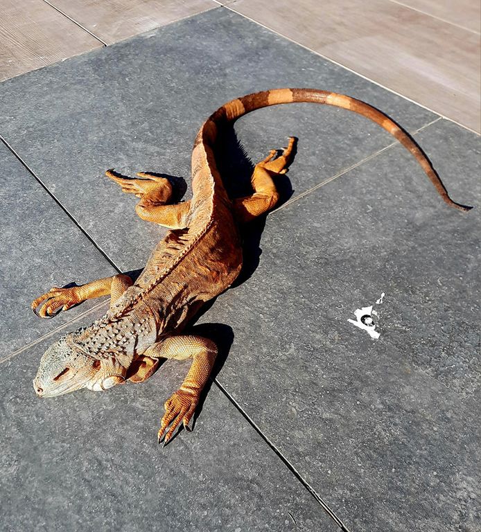 Wandelaar schrikt zich een hoedje als hij ‘grote hagedis’ naast de weg ...