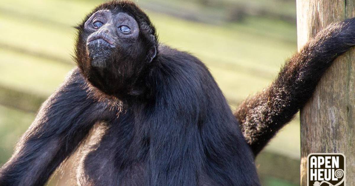Slingeraap Pepi verrast verzorgers Apenheul: ze wordt 50 | Apeldoorn ...