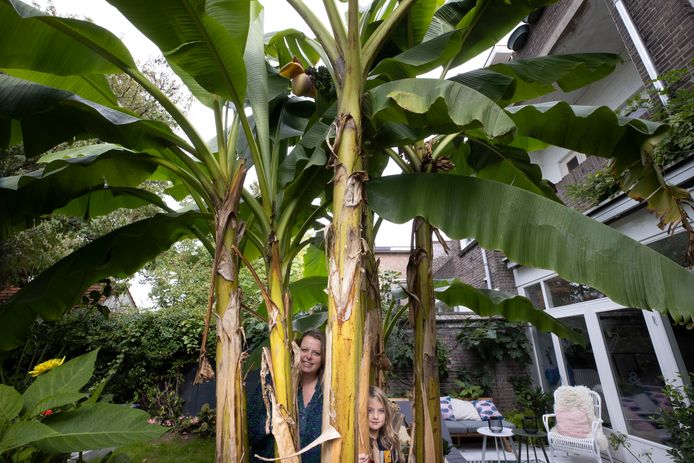 Tropische boom doet het goed in Nederland: 'Denk goed na waar je een ...