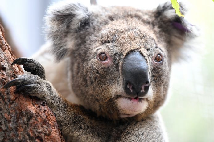 Koala’s die gewond raakten tijdens bosbranden weer vrijgelaten in het ...