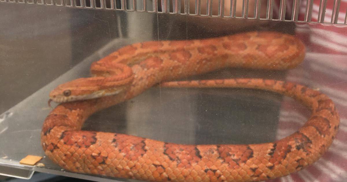 Ontsnapte rattenslang na drie weken verstoppertje spelen in Papendrecht ...