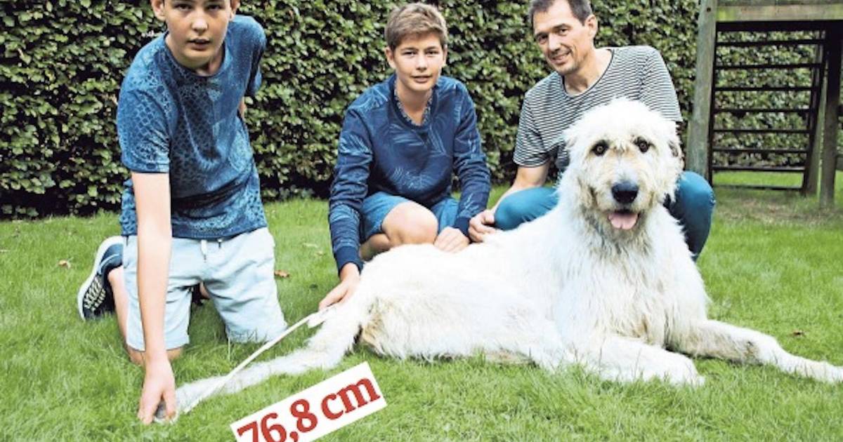 Deze hond uit Westerlo heeft officieel de langste staart ter wereld ...