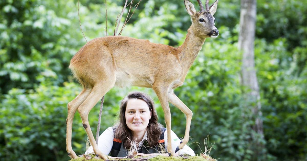 Nieuw leven voor dode ree | Utrecht | AD.nl