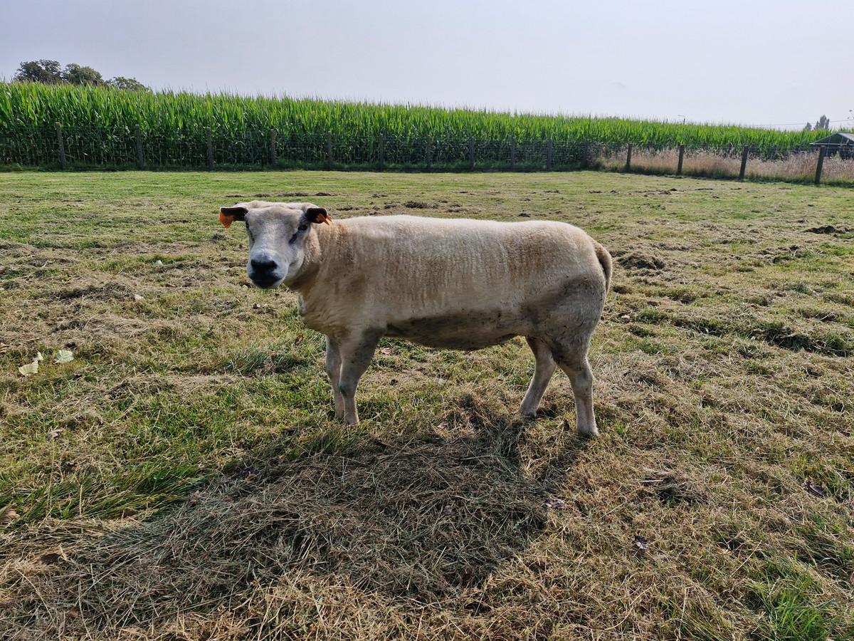 Ook in Pittem ligt er al bijna een week een dood schaap op de oprit ...
