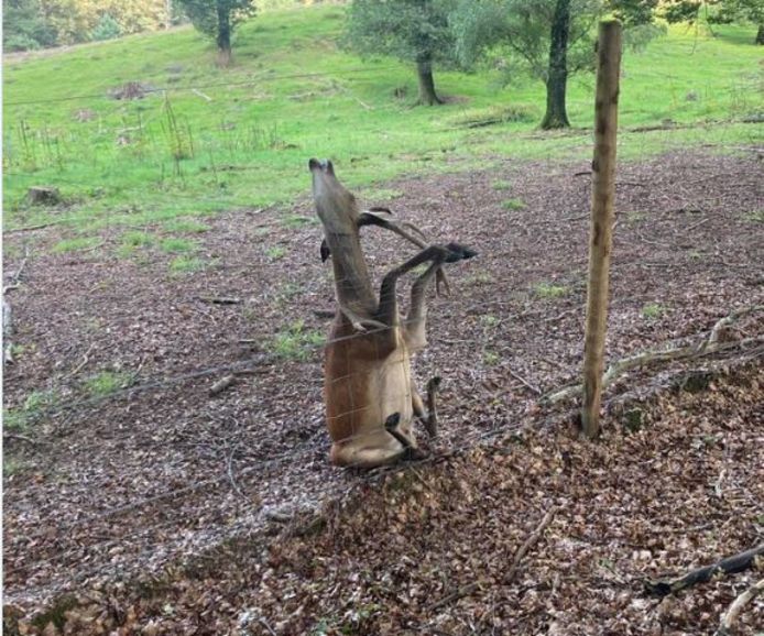 Hert loopt zich in blinde paniek dood in raster: ‘Verschrikkelijke dood ...