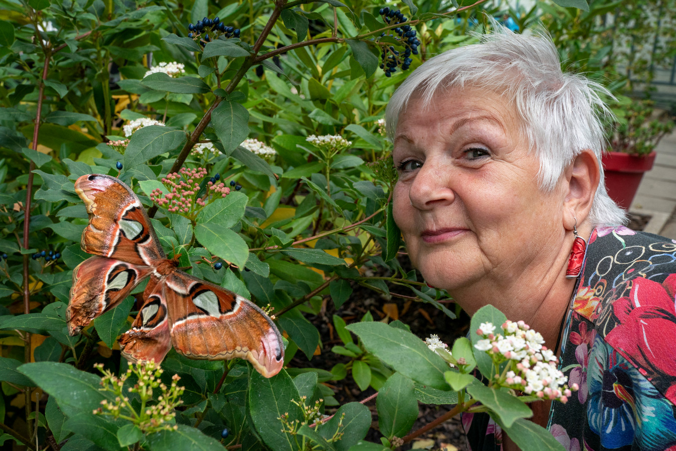 De grootste vlinders ter wereld! En ze zijn zes dagen te zien in de ...