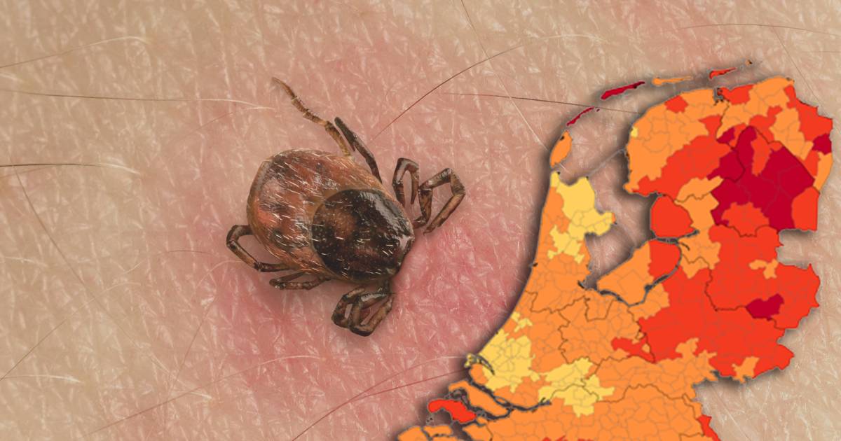 Ziekte van Lyme komt vaak voor in Oost-Nederland | Zwolle | AD.nl