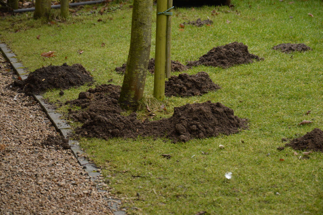Hoe krijg je mollen uit je tuin? Onze tuinexperte vertelt wat (niet ...